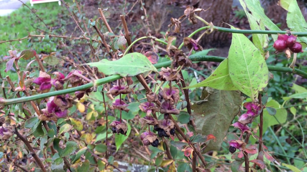 Pheasant berry (Leycesteria formosa) - shrub - December 2017 - YouTube