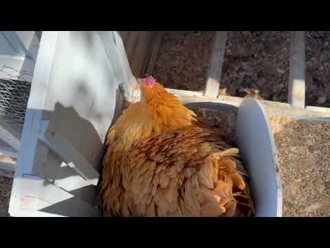 RapTina, the Moody, Broody Hen