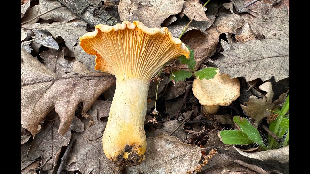 Konačno! Lisičarke Cntharellus pallens, 22. maj 2023. - YouTube