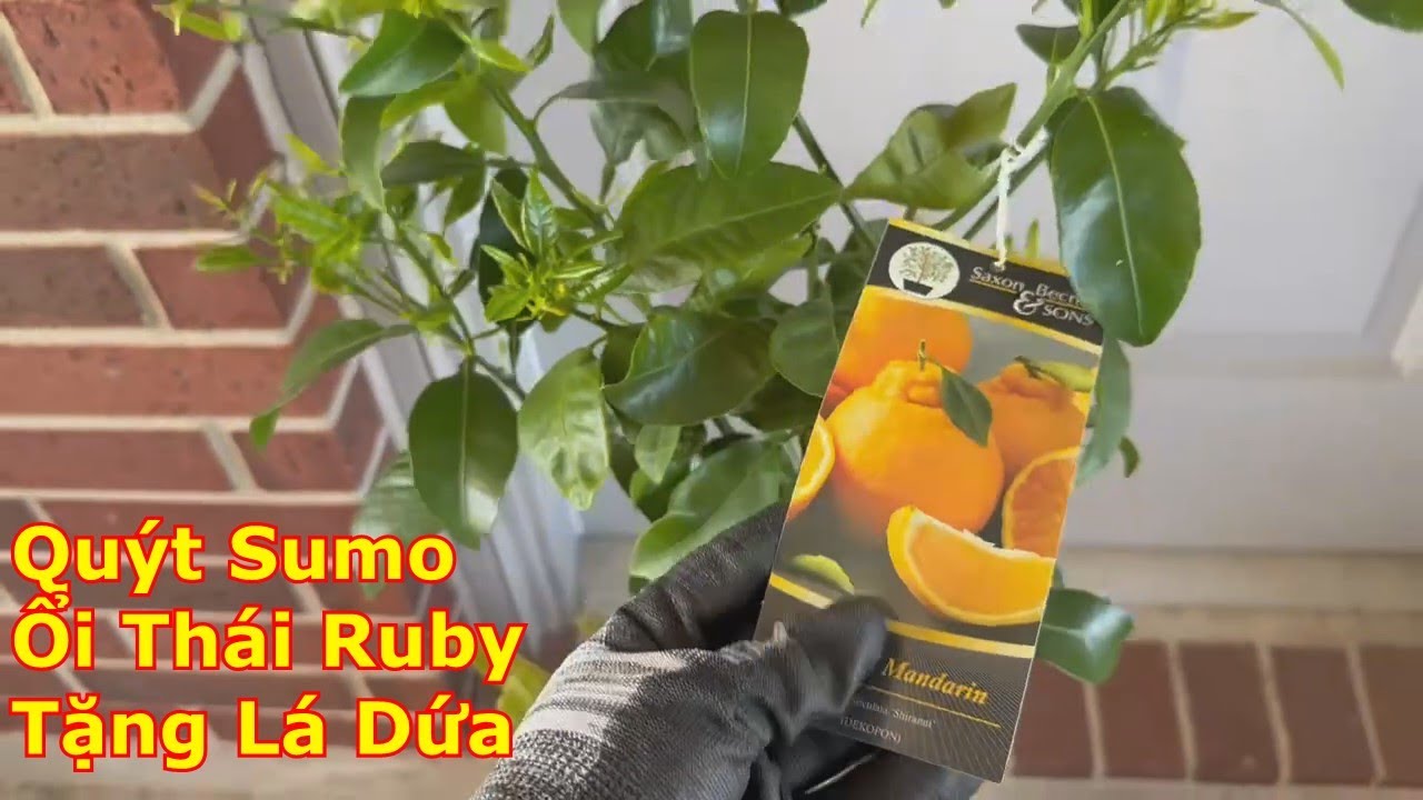 Quýt Sumo , Ổi Thái Ruby $75 , White mulberry pakistant … Ngò gai , Bầu , Hẹ lá lớn … 111 - YouTube