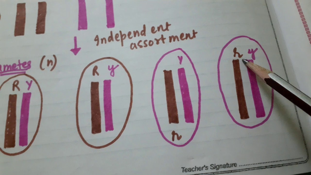 Back cross, test cross, Incomplete dominance, codominance and multiple ...