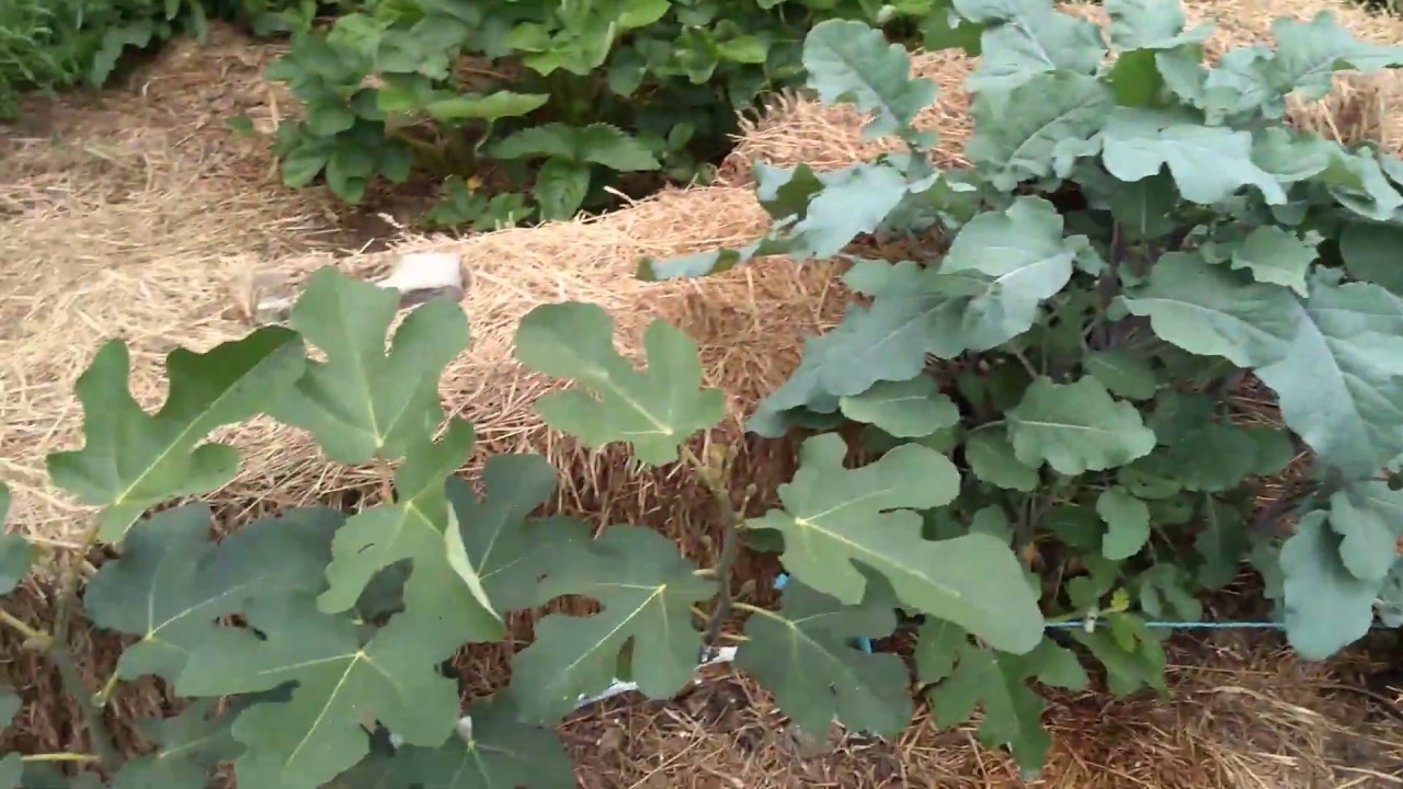 UPDATE: Fig Fruit Summer Production Year Two Figgery Figloo Greenhouse ...