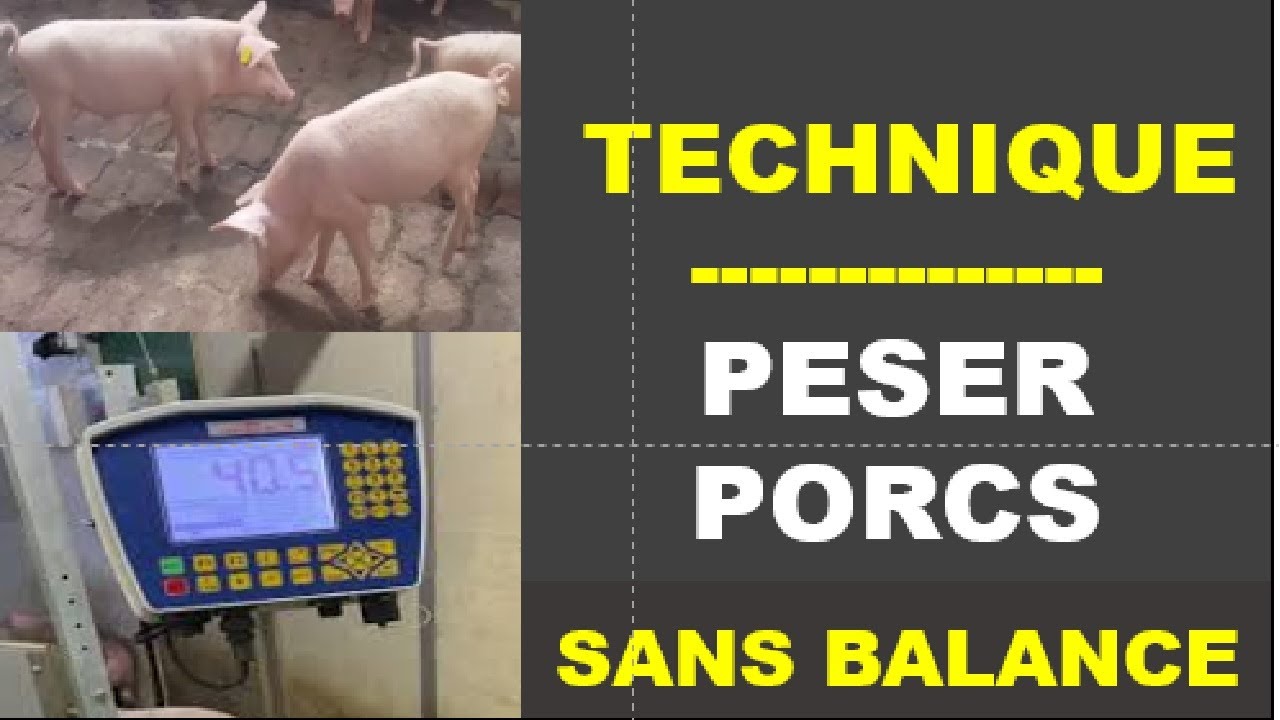 Comment Connaitre le Poids du Porc sans Peser par une Balance - YouTube