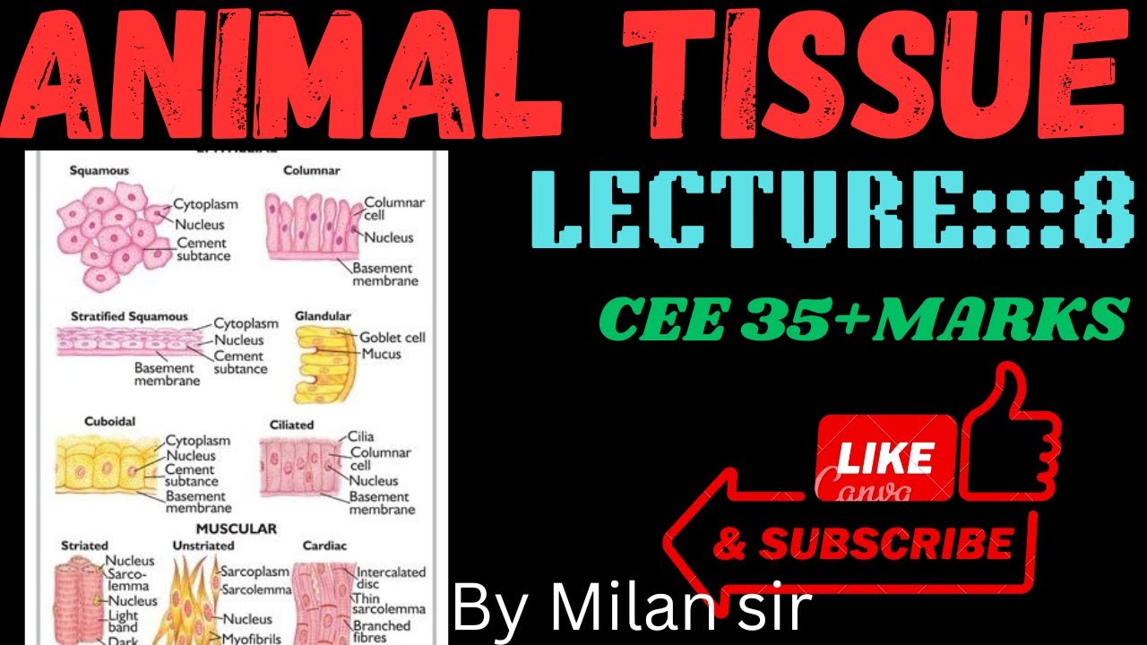 Animal tissue///lecture::::8//Cee zoology all classes with best notes ...