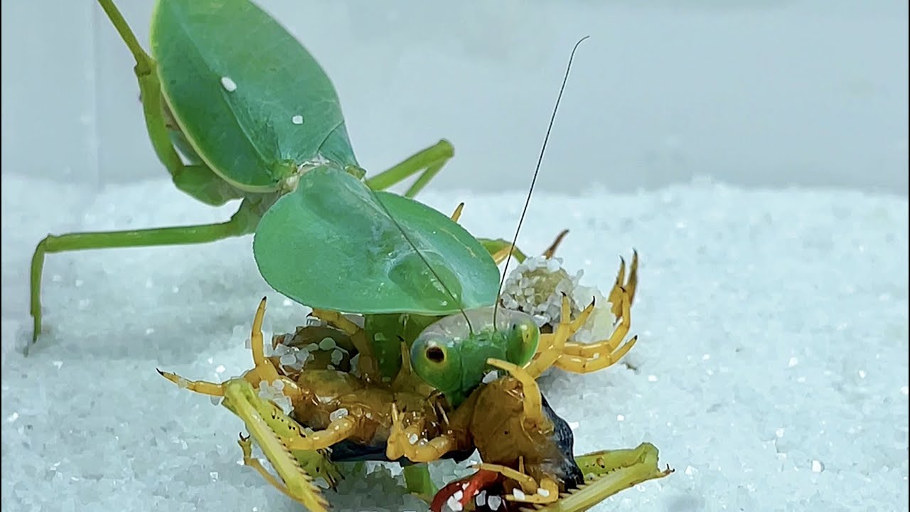 圆盾螳螂家族复仇蜈蚣 螳螂vs蜈蚣 Round shield Mantis family revenge centipede,Mantis vs centipede - YouTube