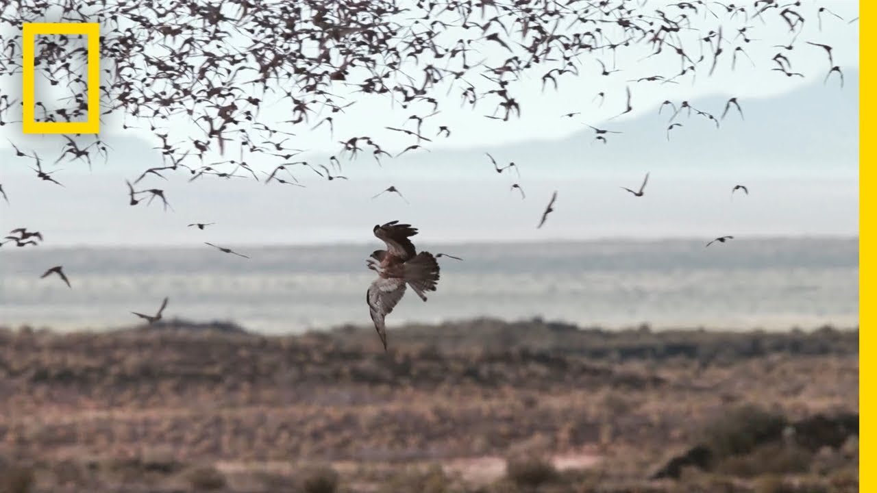 Desert Birds Flying