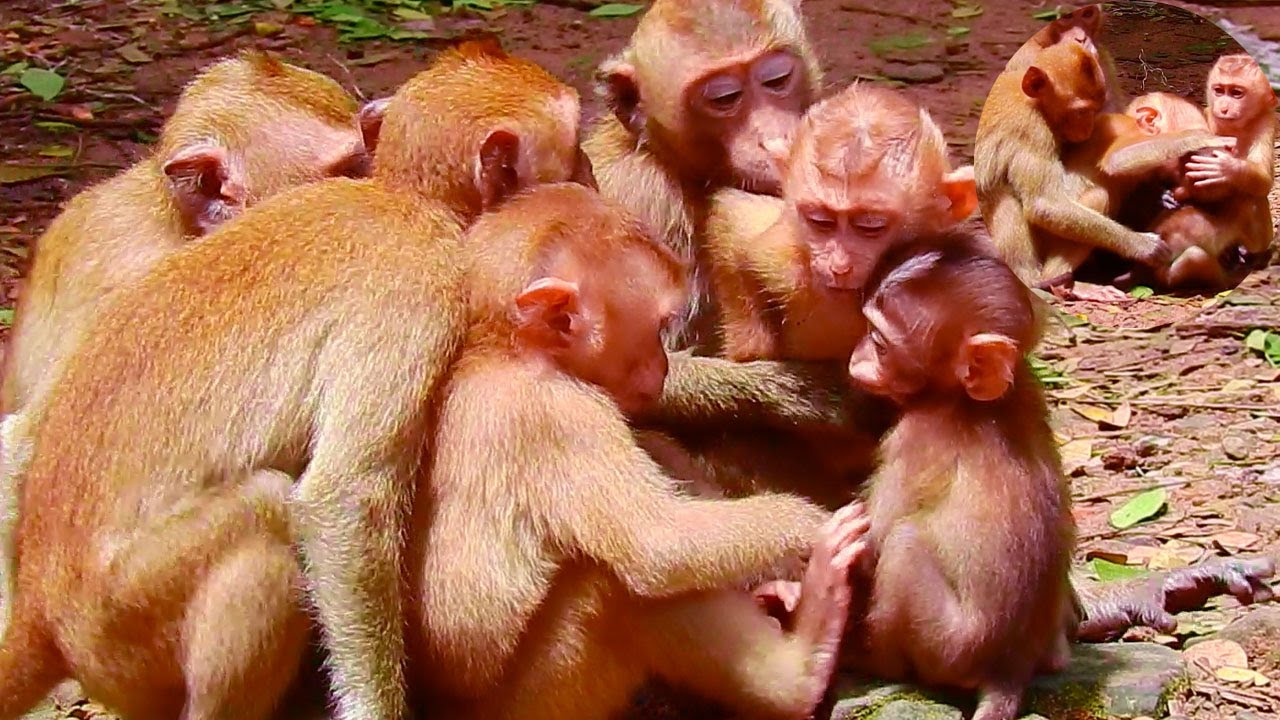 After Baby Moves From Mama, Many Monkeys Compete Baby Rainbow - YouTube