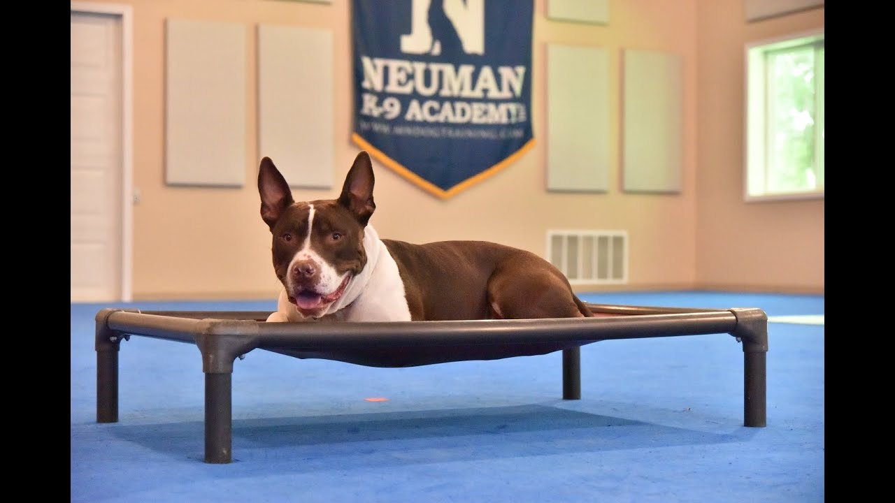 Norman (Bull Terrier Mix) Boot Camp Dog Training Video Demonstration ...