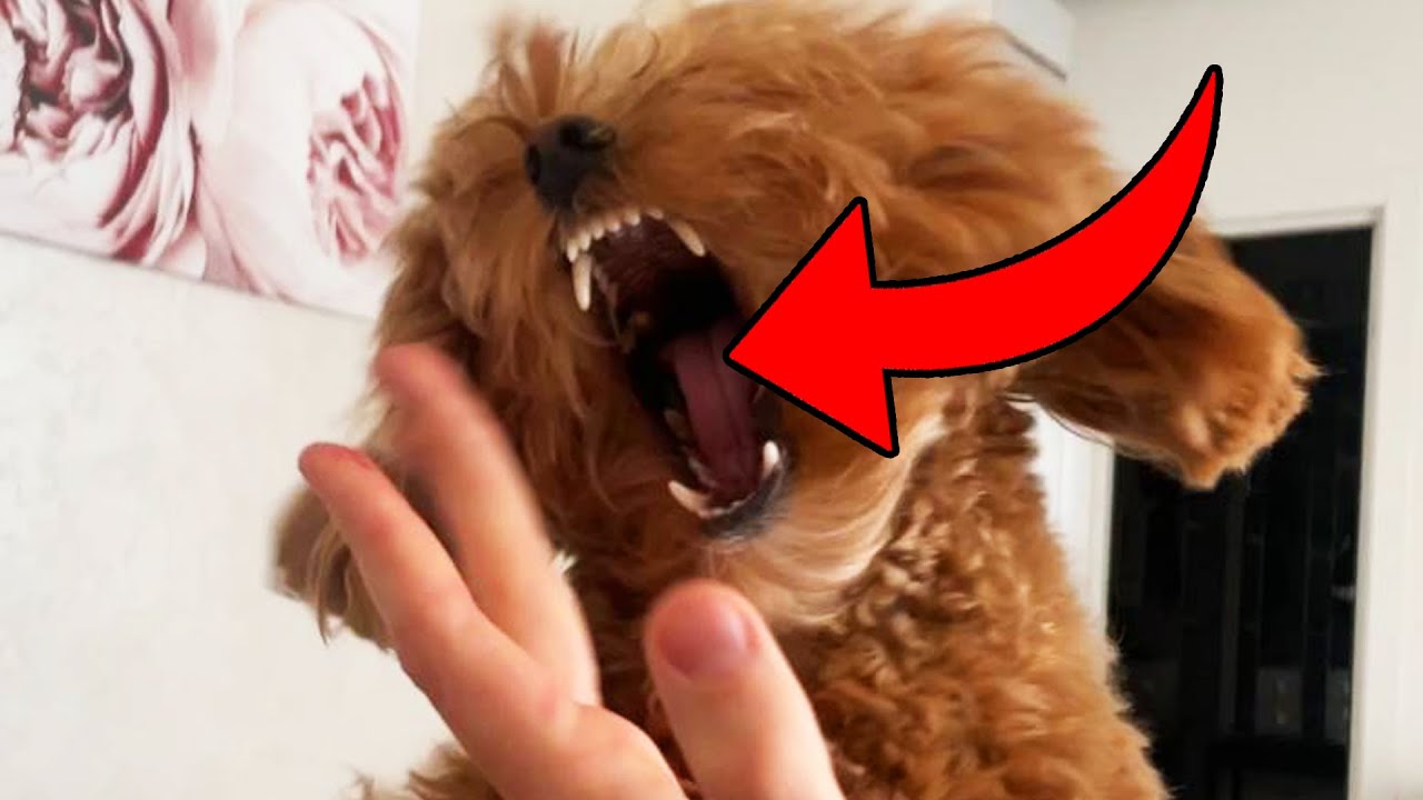 CRAZY DOG! The DOCTORS tell us to KILL HER... But we're SORRY... Very ...