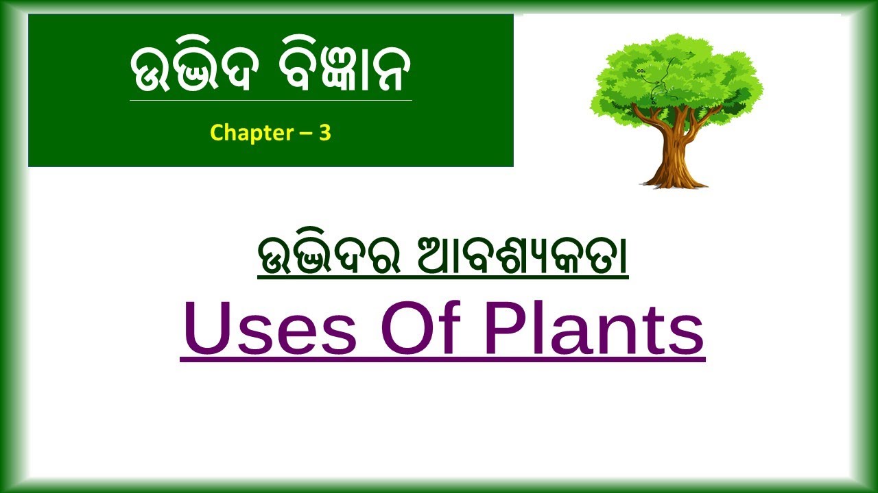 Uses Of Plants in Odia||Plant Product in Odia - YouTube