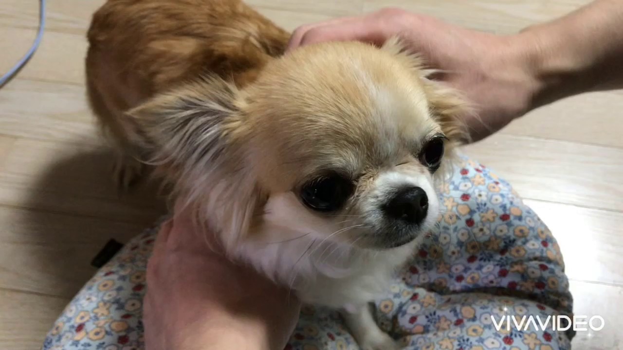 ODD EYE DOG 오드아이 강아지 ! 쓰다듬어 달라며 눈길을 보내는 애견 반려동물 ! Puppy with strange ...