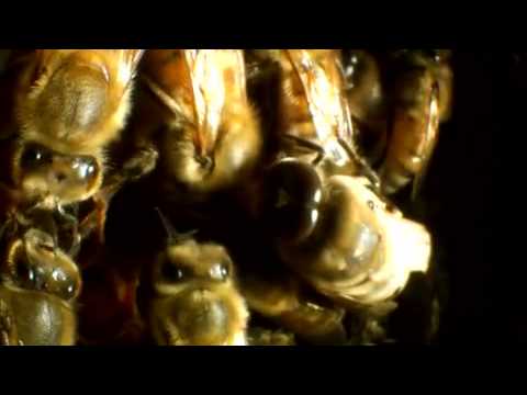 What Animals Interact With Killer Bees
