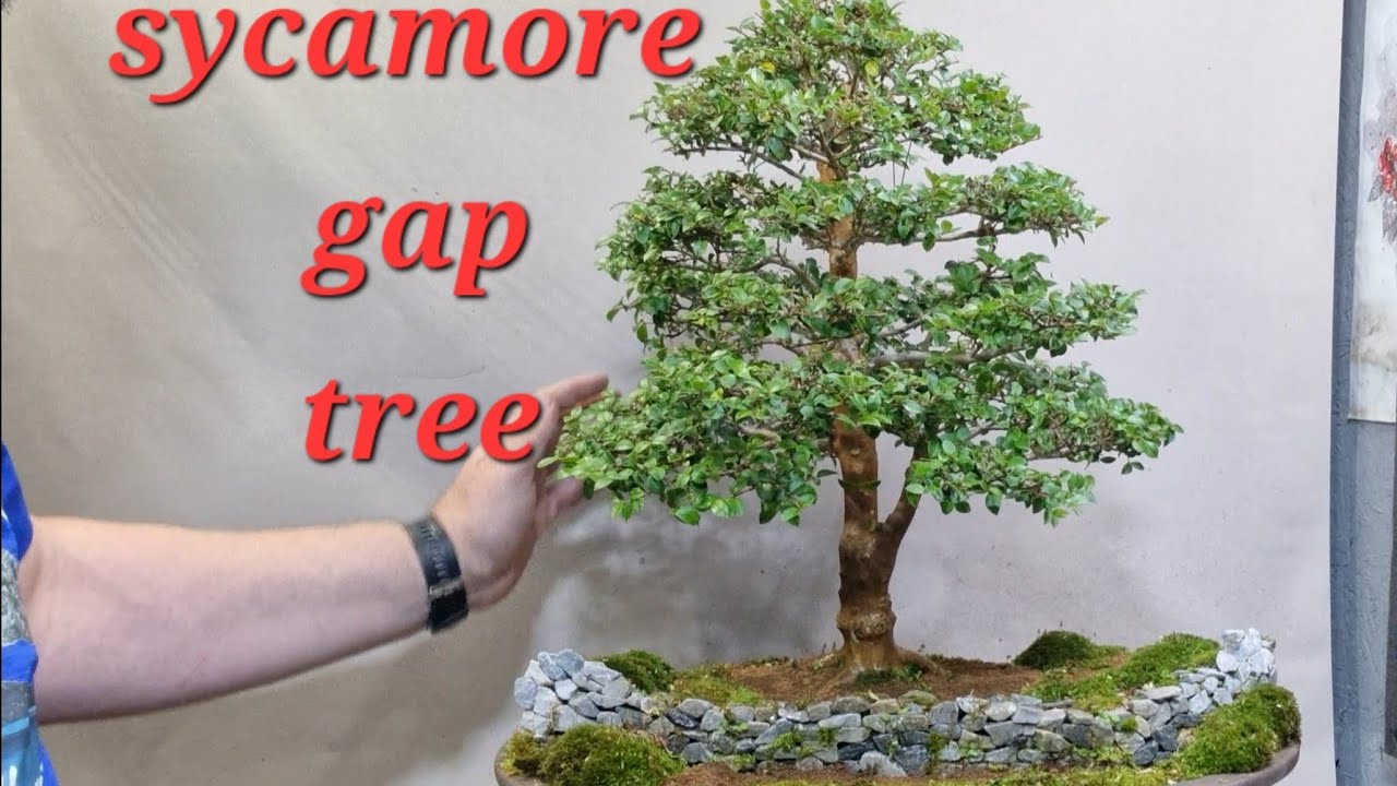 Pruning my myrtle sycamore gap tree - YouTube