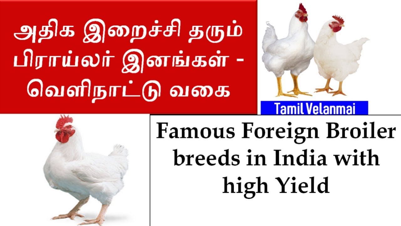 Famous Broiler Chicken foreign breed in India || பிராய்லர் கோழி ...