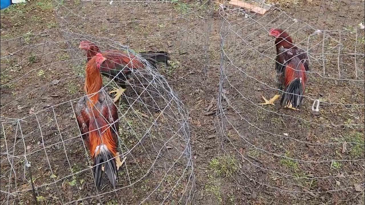 Qaib Thamada #67 (Tso Me Nyuam Qaib Nplog Rau Ib Tug Phooj Ywg Saib) - YouTube