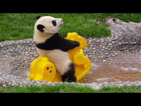 KOMİK PANDA VİDEOLARI : Eğlenceli hayvanlar | komik videolar . funny animals . cute animals
