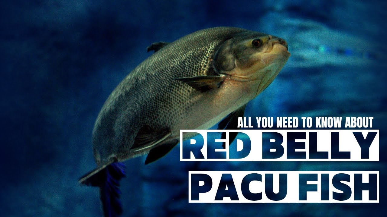 What You Need To Know pacu fish #pacufish - YouTube