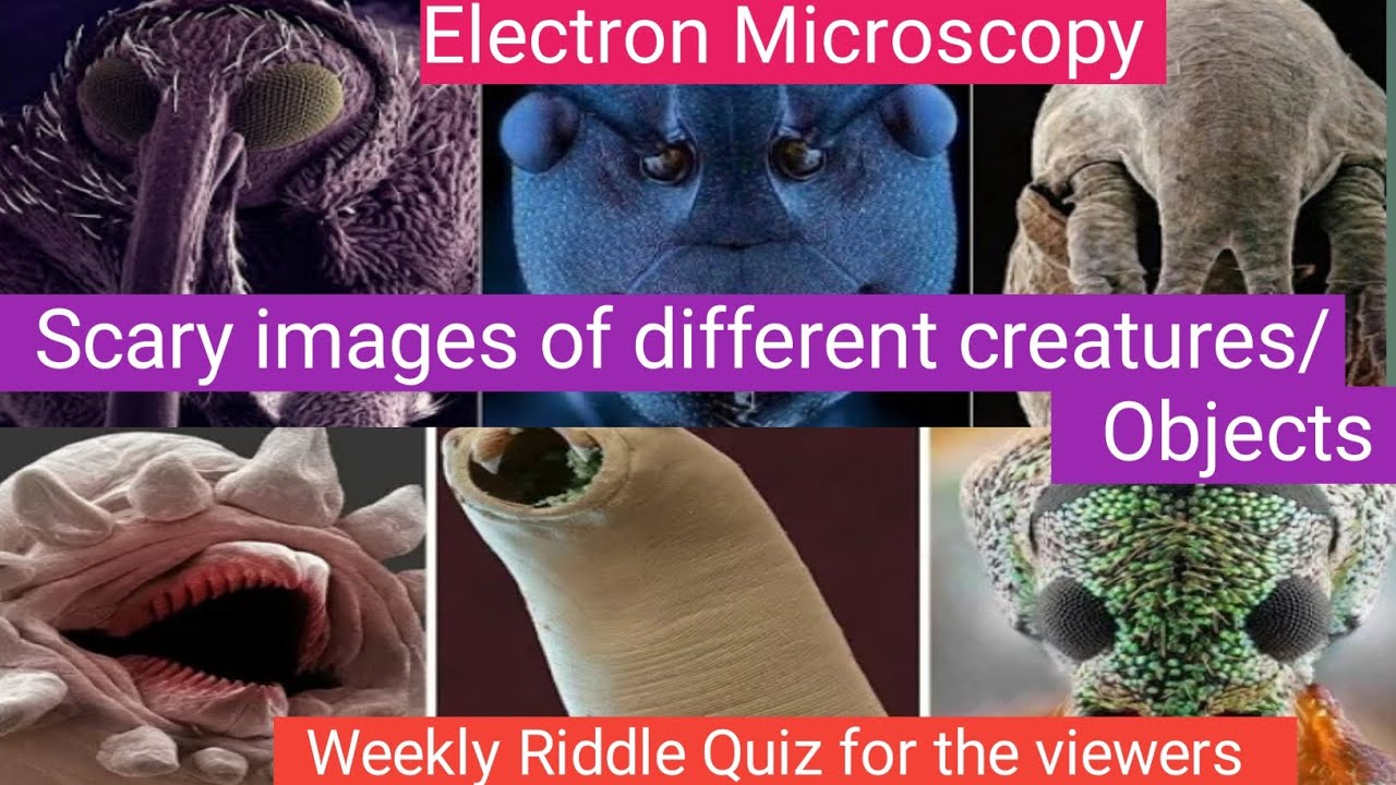 Scary images of different creatures/objects from Electron Microscopy ...