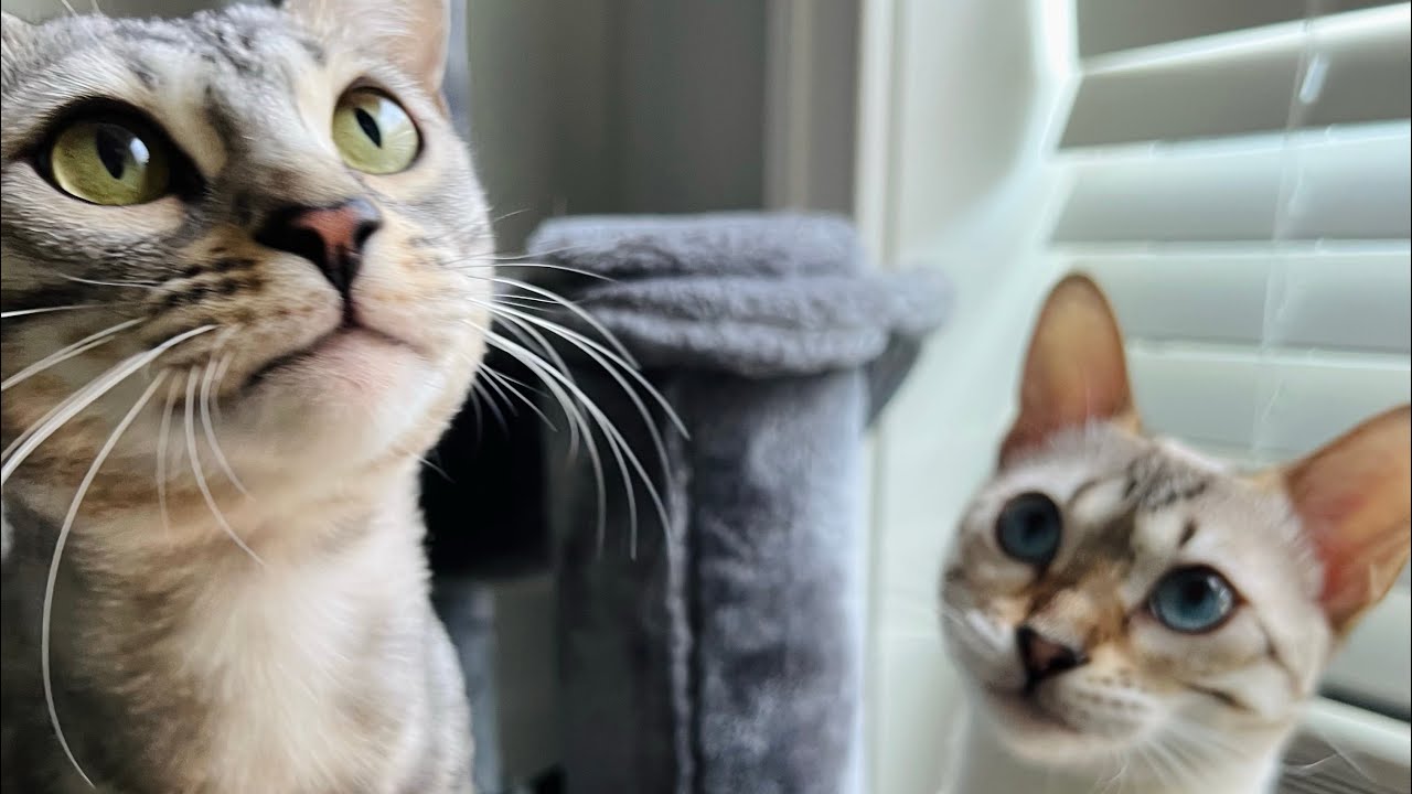 Top meow-ments with our Bengal cats! - YouTube