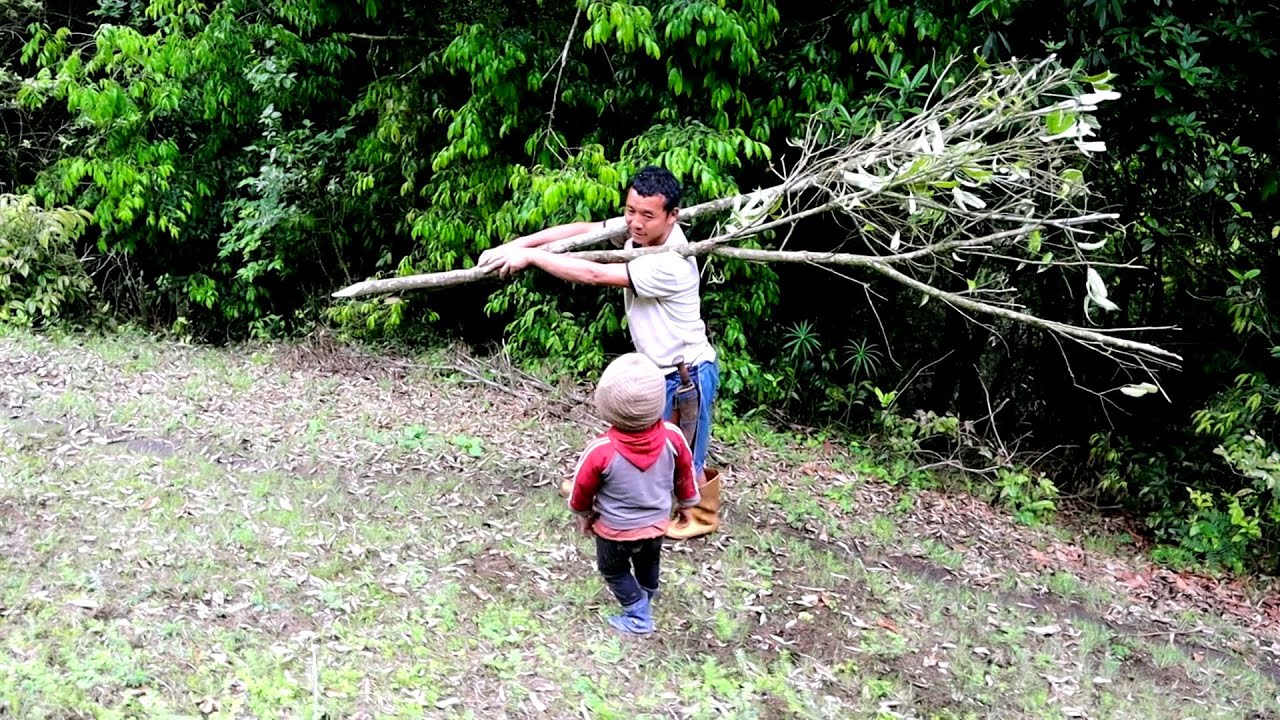 Life With Nature || video - 63 || Carrying Tree Branch For Chayote ...