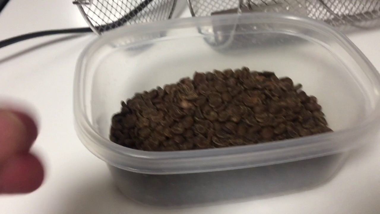 Behmor 1600 Coffee Roaster Setup and First Batch - YouTube