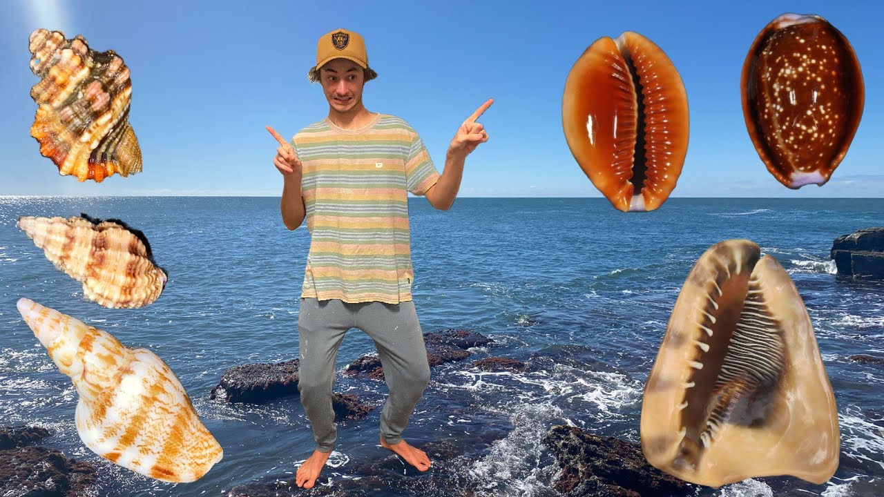 Low tide beach combing jackpot, seashell hunting in Australia. Rare ...