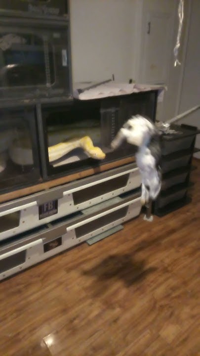 big Burmese python fly out of cage #burmese #burmesepython #snake # ...