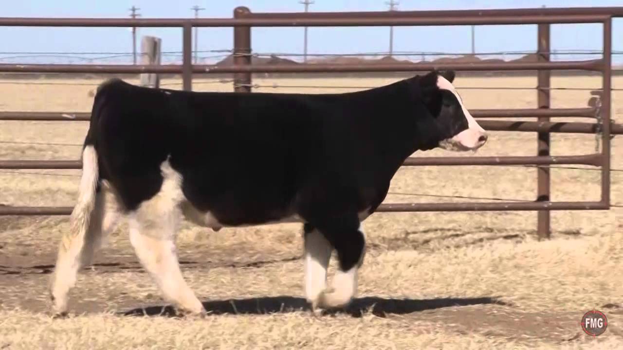 Brian Martin Show Cattle Tag 82 - YouTube
