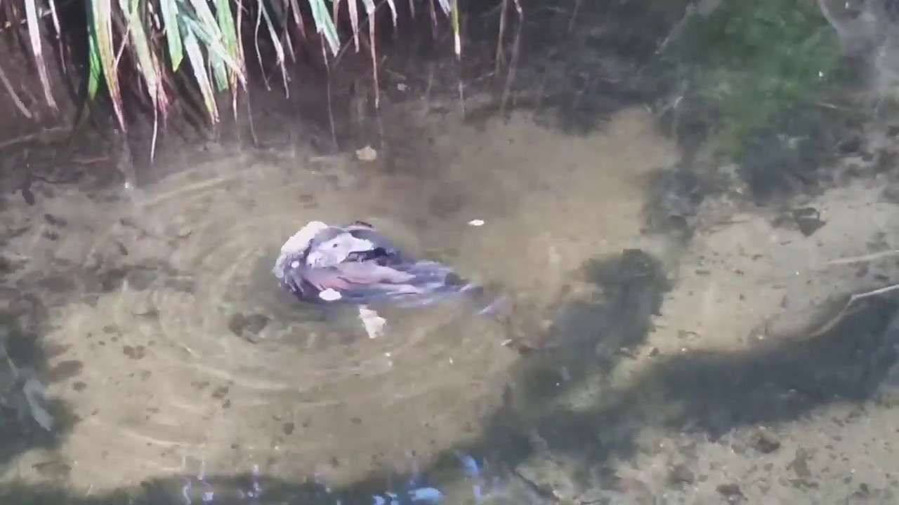 Initial Duck - YouTube