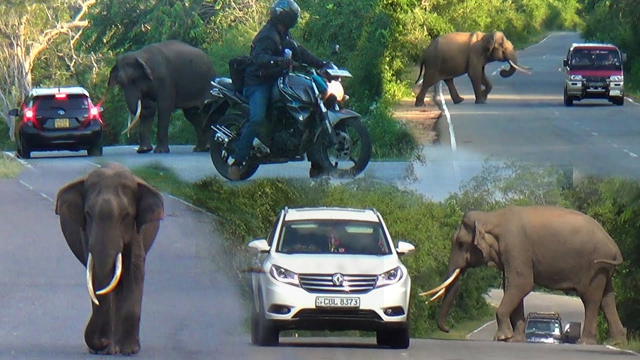 A fierce elephant attack on the car and the bike. People are running in ...