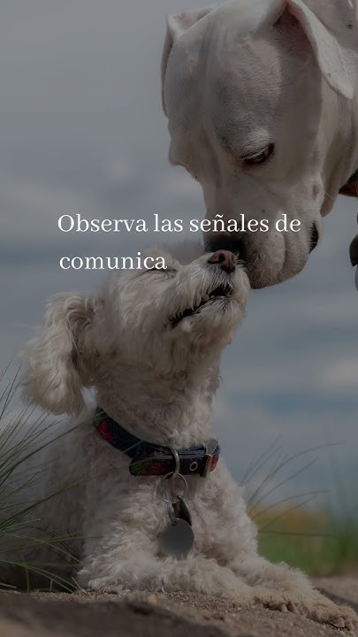 Socialización canina: Consejos para presentar a tu PERRO 🐶 a otros perros #perros #shorts - YouTube