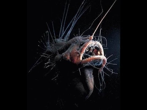 Okyanusun En Derin Yerlerinde Yaşayan En  Fantastik 10 Hayvan