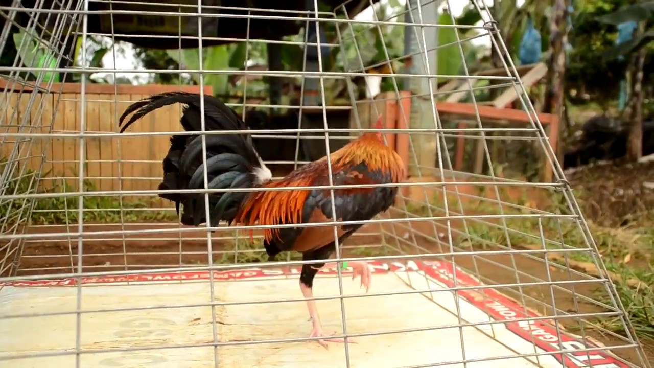 ray alexzander roundhead - YouTube