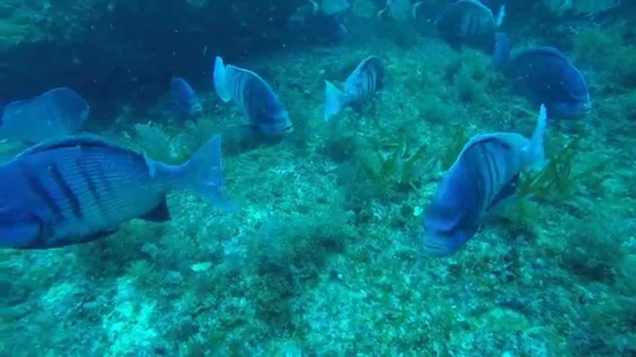 Cántaras 2015 (Mar Balear) - YouTube
