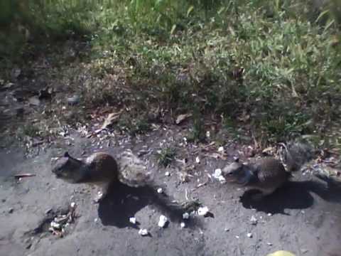Squirrel's eating popcorn - YouTube