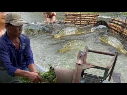 Fish farming model without spending money on feed -Vietnamese farmers ...