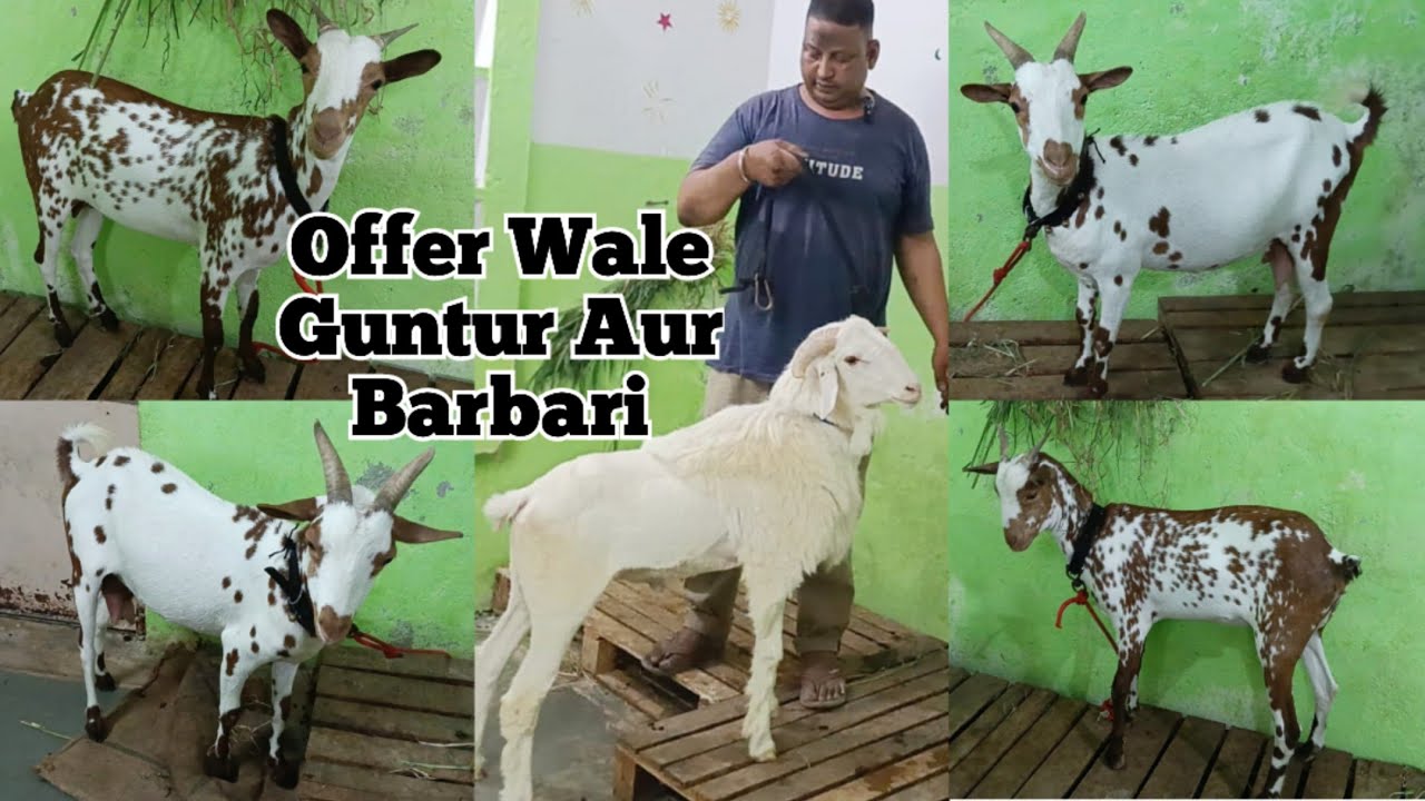 Saste Quality Mai Barbari Bakriya Guntur Menda Offer Mai | Ali Goat ...