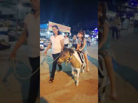 Ceylin At gezisi