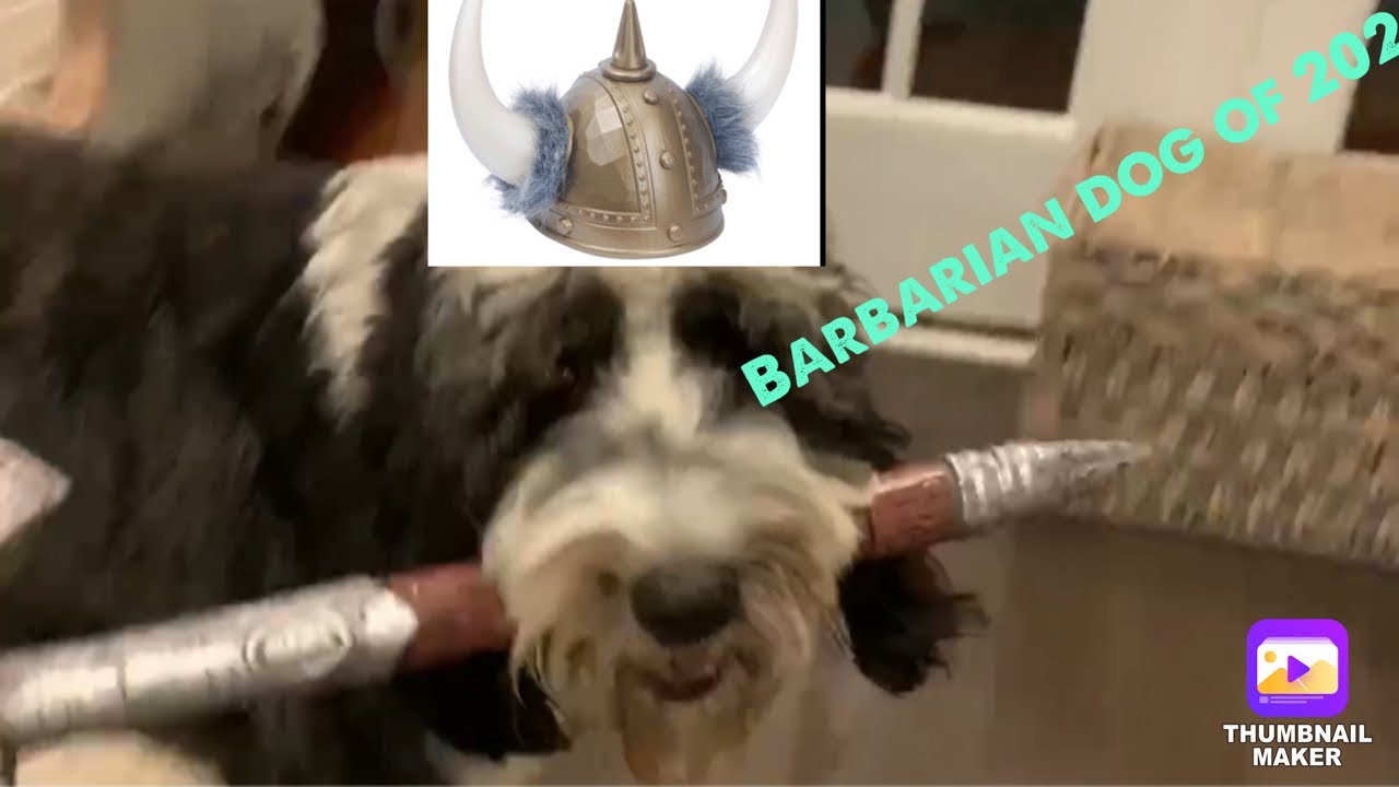 The barbarian dog of 2020 - YouTube