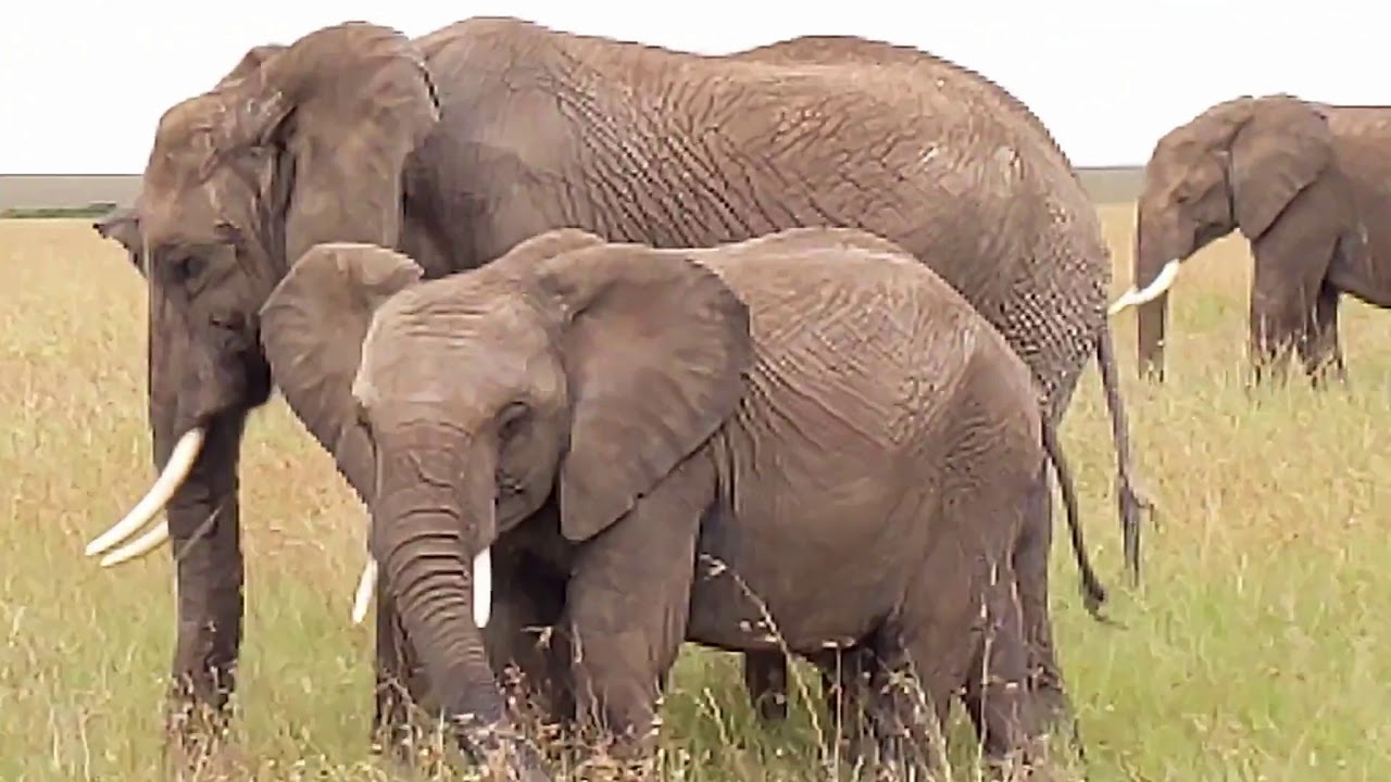 Elephants in the Masai Mara - YouTube