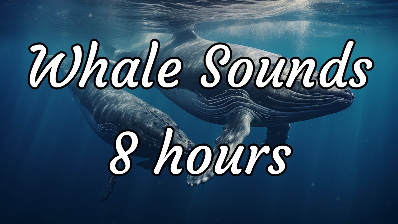 8 Hours - Whale Sounds & Underwater Ambience - Relax, Sleep, Meditate ...