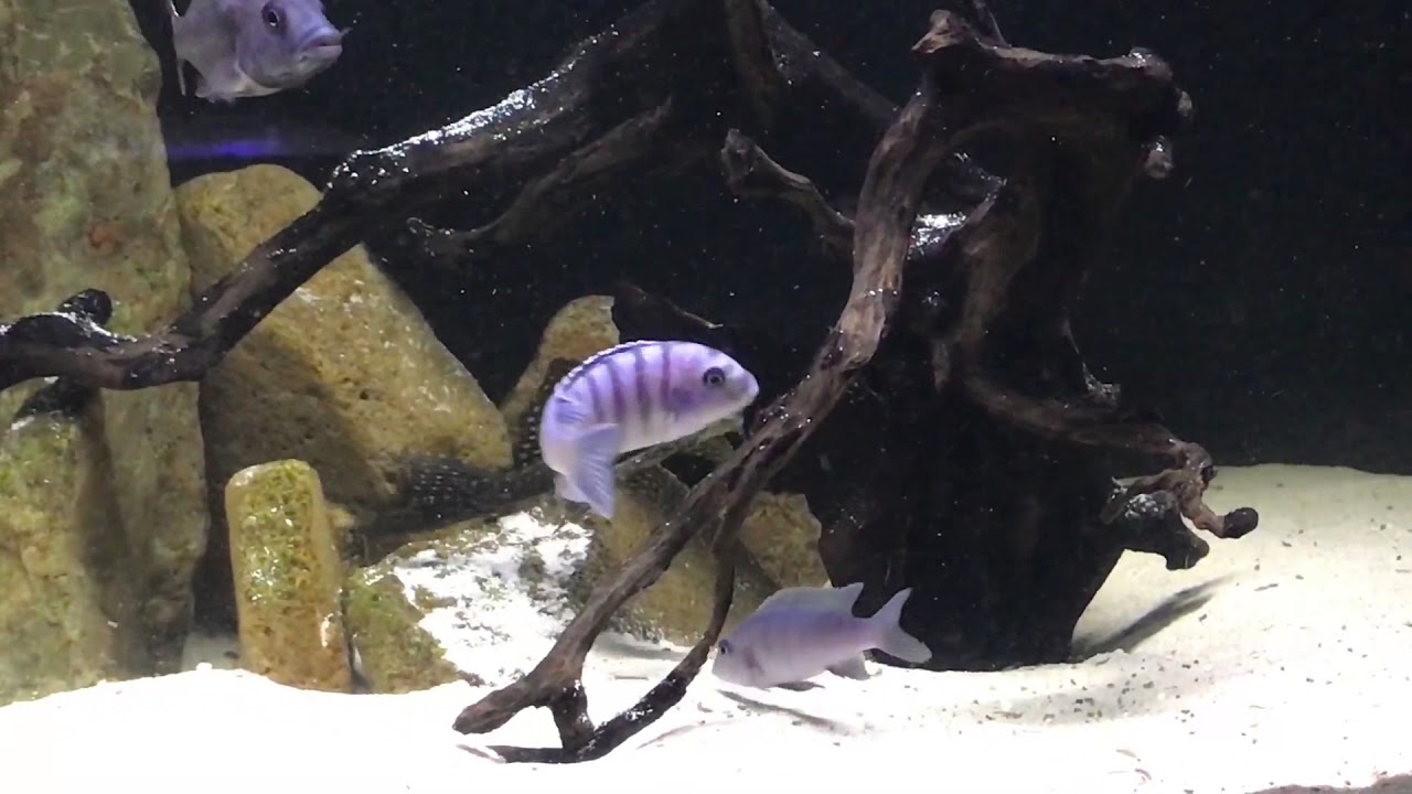 Cynotilapia hara Galileya Reef african cichlids - YouTube