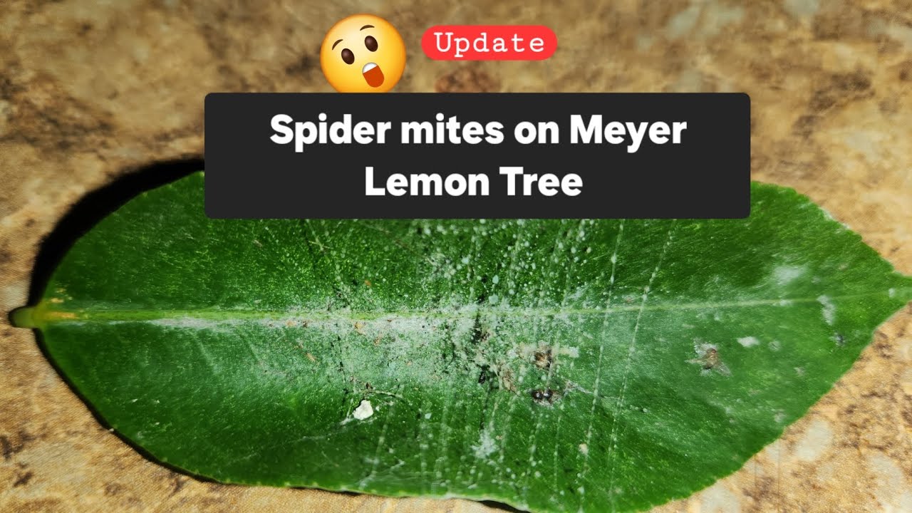 Meyer lemon tree and spider mites update - YouTube