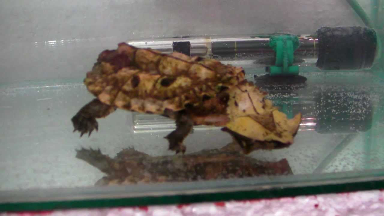 tortuga matamata chelus fimbriatus - YouTube