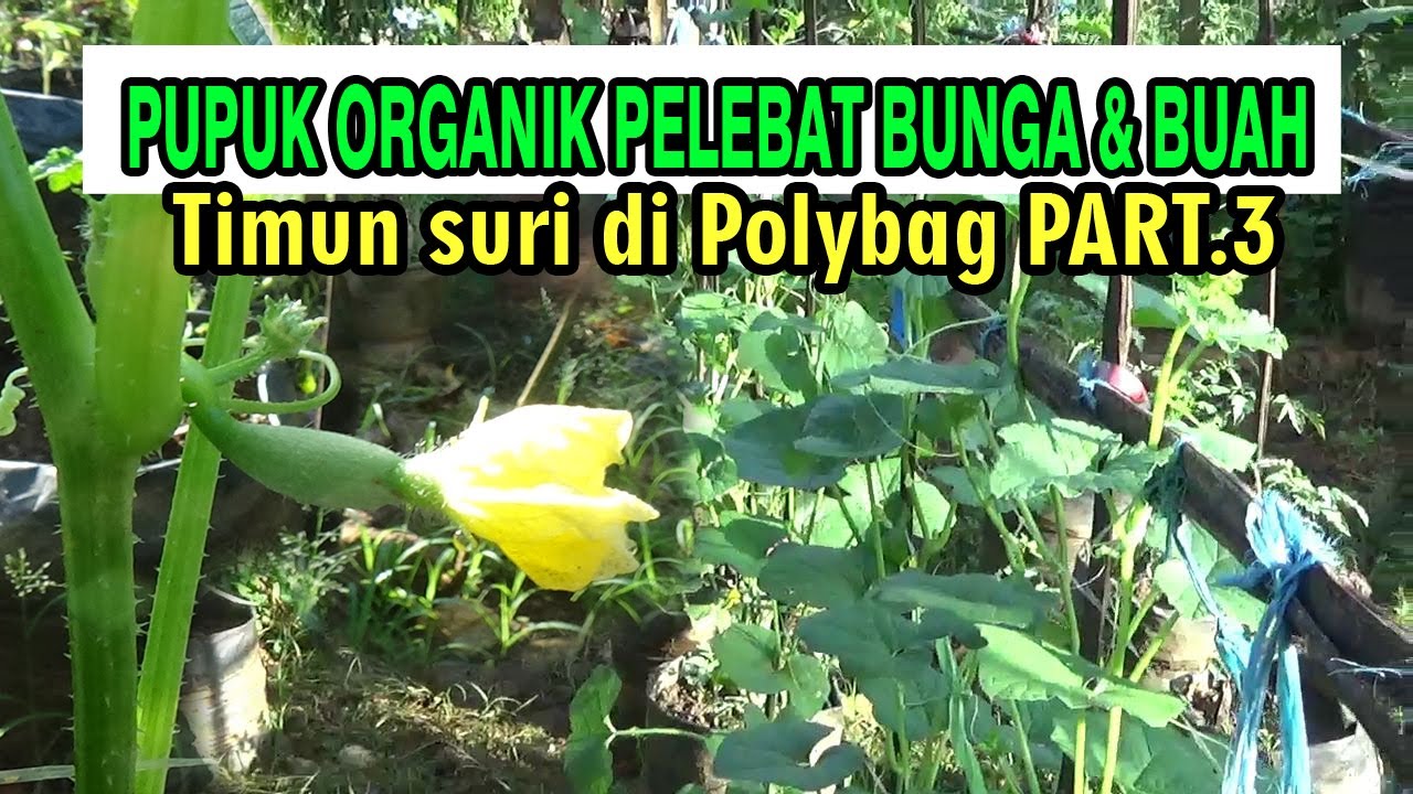 Pupuk ORGANIK Anti Rontok Bunga & Buah Timun Suri di Polybag PART 3 ...