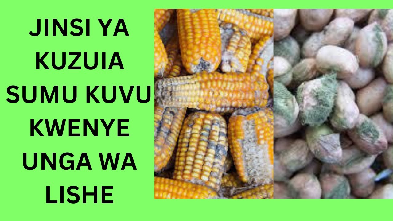 JINSI YA KUANDAA UNGA WA LISHE BILA SUMU KUVU - YouTube