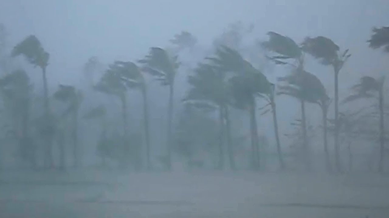 Hurricane Extremely Strong Wind and Heavy Rain Breaking Trees, Super ...