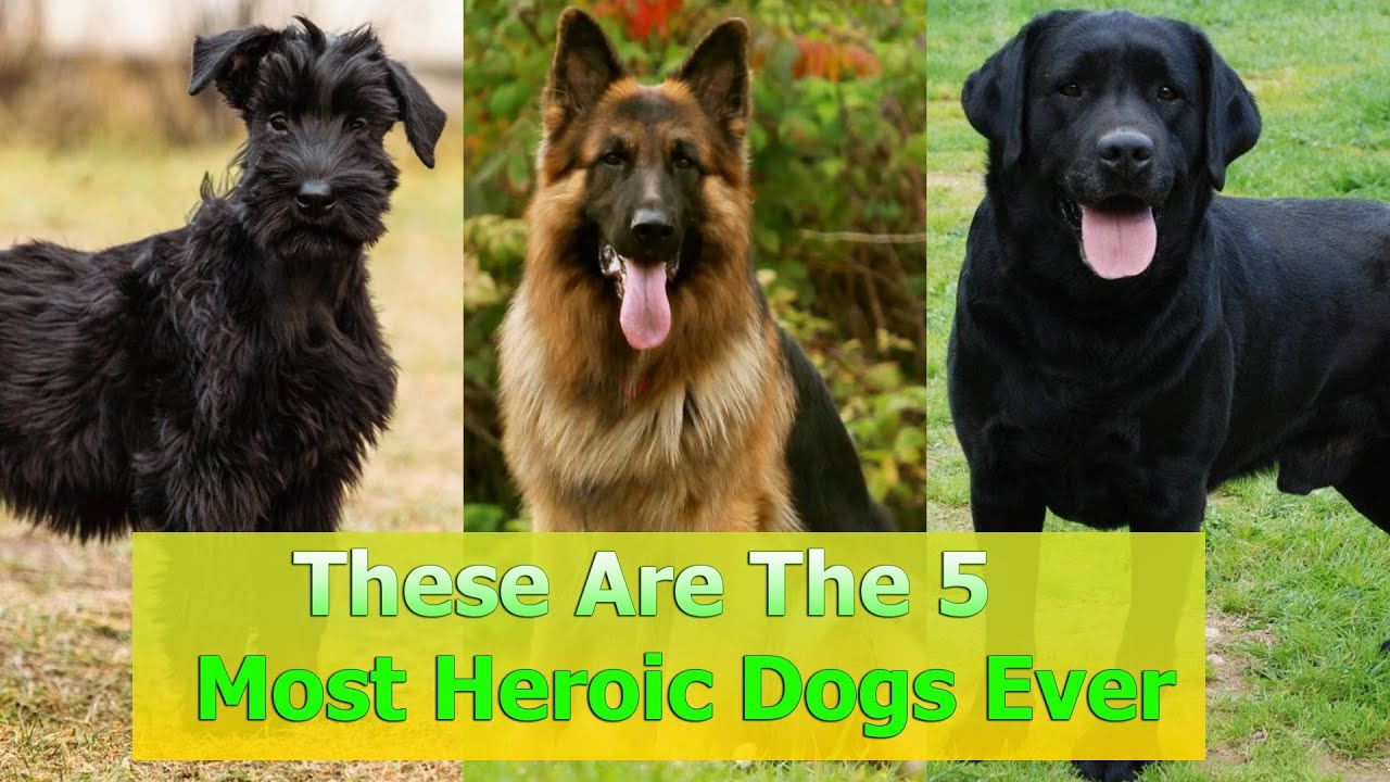 These Are The 5 Most Heroic Dogs Ever - YouTube