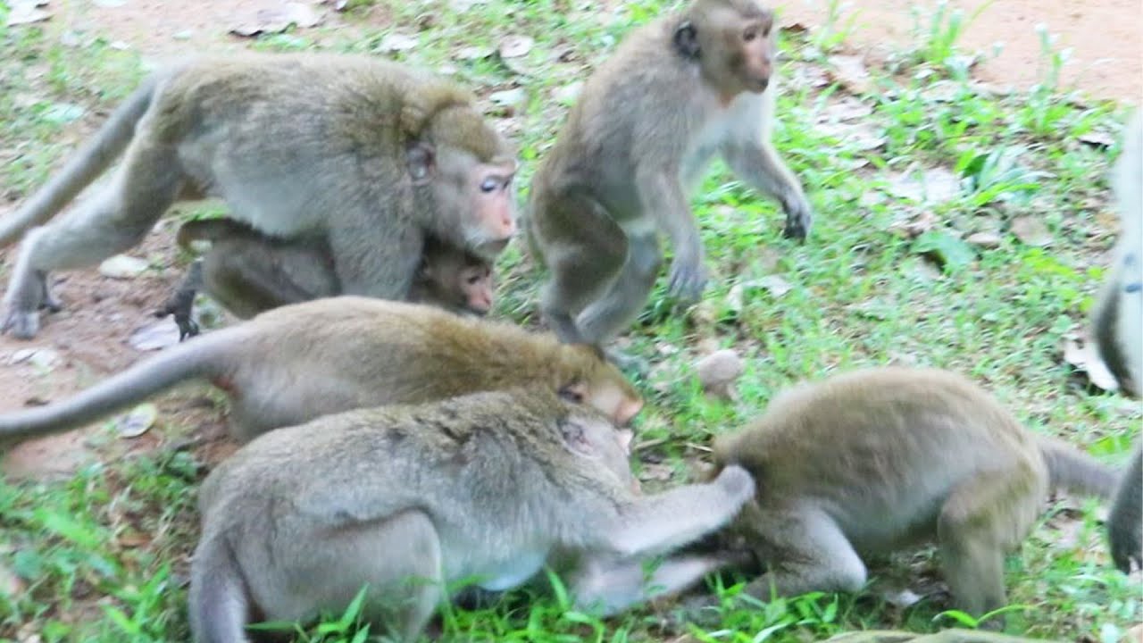 Mama Brianna Piper Brooke Viola Chasing Jazzy and Jane away From Amber - YouTube