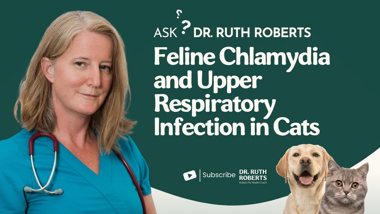 Feline Chlamydia and Upper Respiratory Infection in Cats | Ask Dr. Ruth ...
